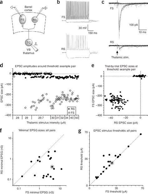 Figure 4 From Synaptic Basis For Intense Thalamocortical Activation Of Feedforward Inhibitory