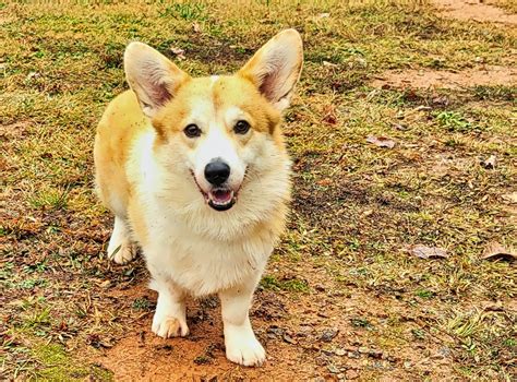 Pembroke Welsh Corgi Puppies Temperament Training And Insights Your