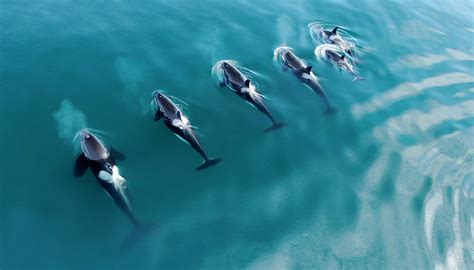 Explainer How Orcas Hunt Australian Geographic