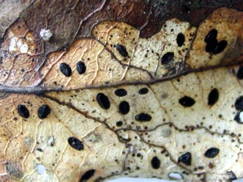 Hypoderma Sp No1