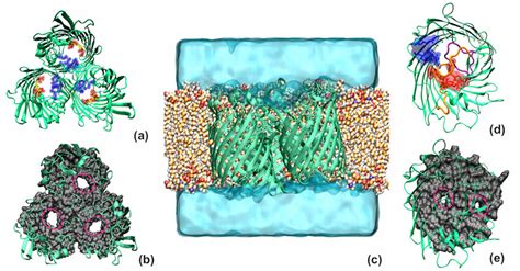 Cartoon Representation Of A General Porin Ompf From Escherichia Coli