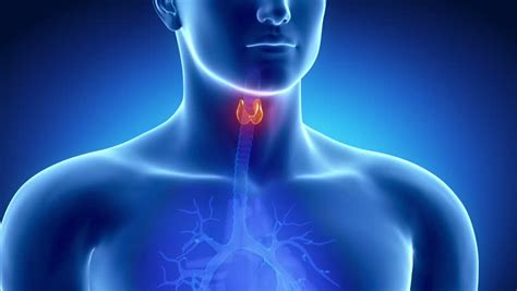 Male Thyroid Anatomy In Blue Stock Footage Video 100 Royalty Free 1300216 Shutterstock