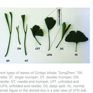 The Cross Sections Of Different Types Of Leaves Of Ginkgo Biloba