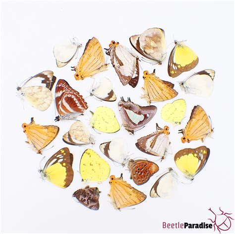 Butterfly Mix Java