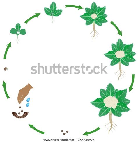 Life Cycle Cauliflower Plant On White Stock Vector Royalty Free