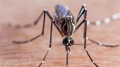 Scientists Swap Genders Of Disease Carrying Mosquitos Mental Floss