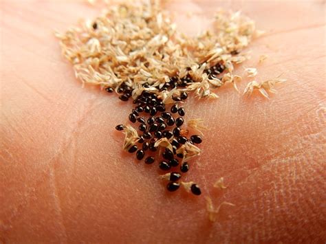 Slim Amaranth Identification Amaranthus Hybridus Off Grid Living Hacks