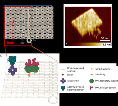 Dna Origami Template And Protein Modification 1a Map Of The Dna