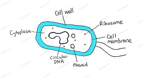 Biology 0610 21 Cell Structure Madtomars