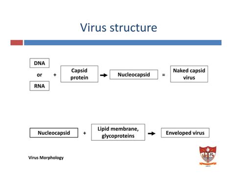 Virus Morphology Ppt