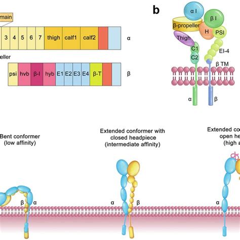 The Primary Structure And Representative Conformations Of Integrins A