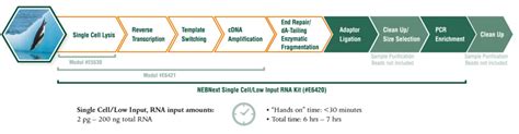 NEBNext Ultra II DNA RNA Kits The Core Of Your NGS Library Prep New England Biolabs GmbH