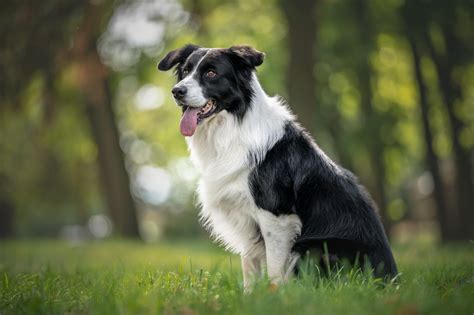 보더콜리 입양 방법 및 입양 시 주의점 알아보기 비마이펫 라이프
