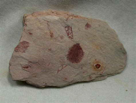 Phyllograptus Ordovician Graptolite Fossil