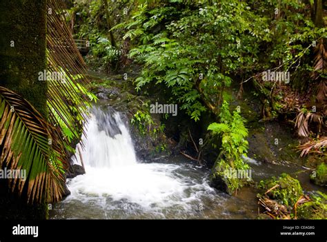 Onomea Waterfalls Hawaii Tropical Botanical Garden 7 Miles North Of