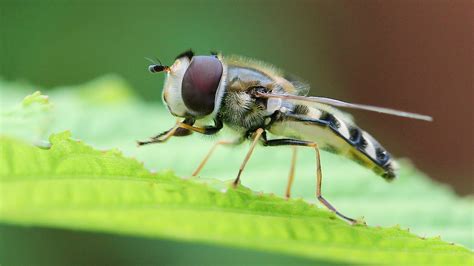 1920x1080 Hoverfly Wallpaper For Desktop Coolwallpapersme