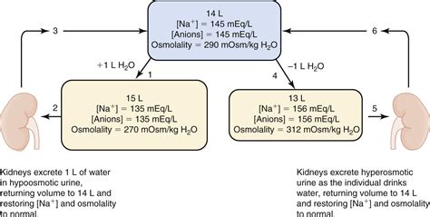 Control Of Body Fluid Osmolality And Volume Clinical Tree