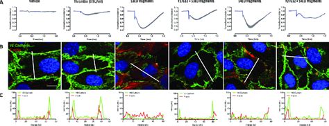Syndecan Ectodomain Fragments Cause Ve Cadherin Disorganization And