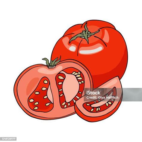 빨간색 토마토와 벡터 조성물 손으로 그린 전체 슬라이스와 반 흰색 배경에 고립 신선한 토마토 야채를 잘라 음식 재료 만화 낙서 그리기입니다 건강한 음식 채식 개체 그룹에