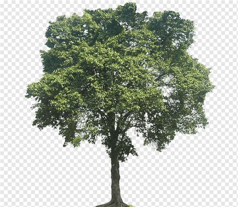 Quercus Suber Populus Nigra Weeping Fig Tree Fig Branch Fig Trees Acer Campestre Png PNGWing