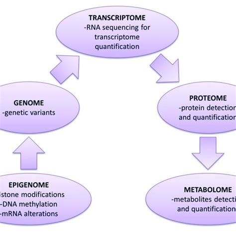 From Genome To Metabolome The Evolution Of Technology Allowed For A Download Scientific