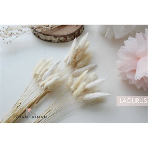 Jual Bunga Kering Lagurus White Shopee Indonesia