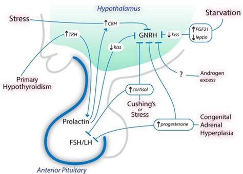 Hpo Axis Prolactin