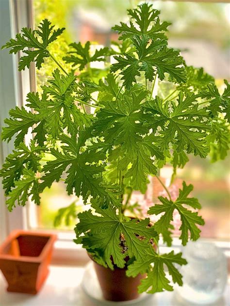 Citronella Plant A Mosquito Repelling Evergreen Perennial