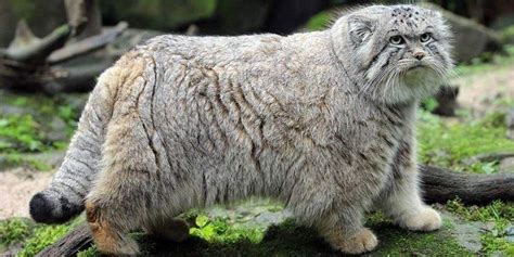 Pallas Cat Pallass Cat Manul Cat Cat Facts