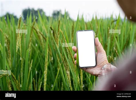 Farmer Using Mobile With Blank White Screen Checking Report Of