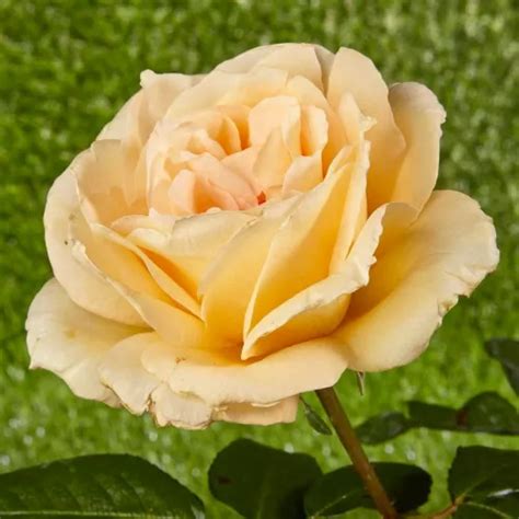 Rose Hybride De Thé Casanova Jaune Pâle Achat De Roses En