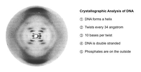 Structure Of Dna Bioninja