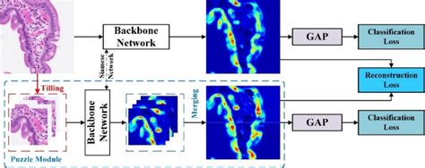 A Histo Puzzle Network For Weakly Supervised Semantic Segmentation Of Histological Tissue Type