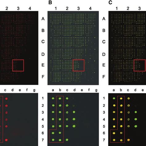 Typical Example Of A Microarray Experiment Utilizing CDNA Synthesized