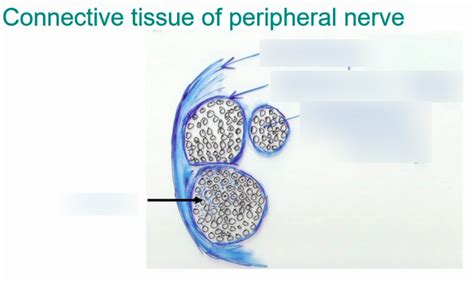 Connective Tissue Of Peripheral Nerve Diagram Quizlet