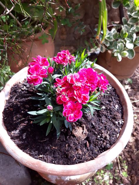 La Flor Més Gentil La Clavellina Dabril Fora Vila