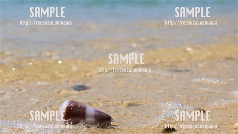 【沖縄】貝殻と砂浜 写真素材 フリー素材おきなわ