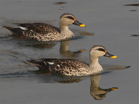 Duck Info And Photos The Wildlife