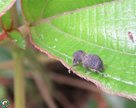 Genus Centor · Inaturalist