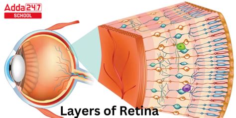Layers Of Retina Physiology Histology Diagram Anatomy Anterior And