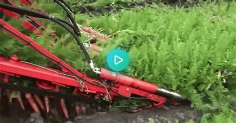 Agriculture Harvesting Carrots Album On Imgur