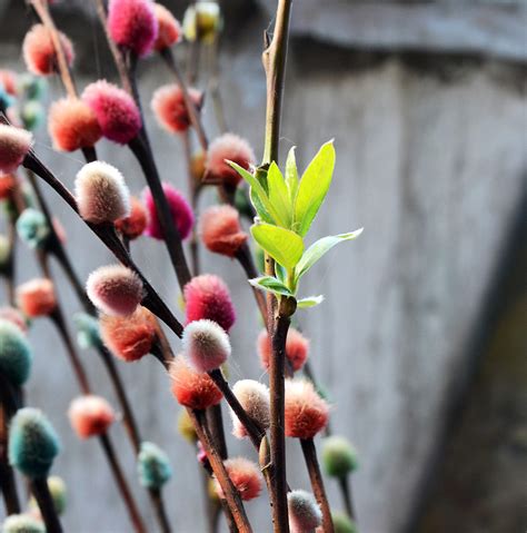 银柳图册 360百科