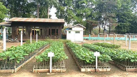 ပေါက်ခေါင်းမြို့နယ် သစ်တောဦးစီးဌာနက မိုးရာသီလူထုဖြန့်ဝေပေးရန်နှင့် ပတ