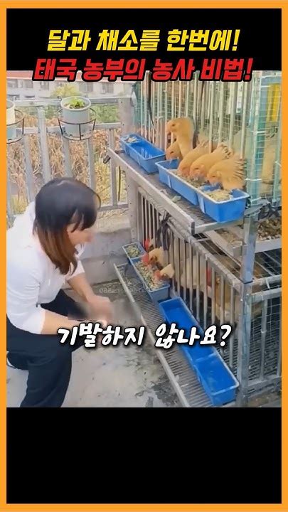 닭과 채소를 한 곳에서 태국 농부들의 혁신적인 농사 비법 Youtube