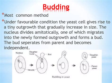 Budding In Yeast Easy Diagram