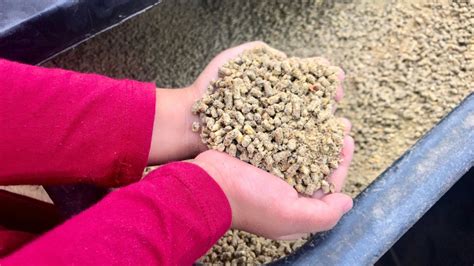 Wool Pellets Organic Fertilizer That Transforms Your Garden