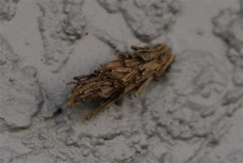 Bagworm Moth Case • Problem Solved Pest Control