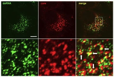 Scicons Mouse Dsrna Antibody [j2] Nordic Mubio