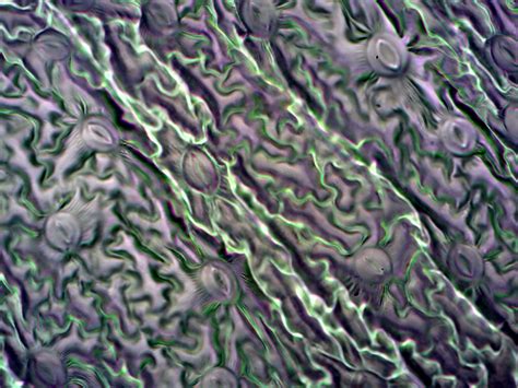 Stomatal Cell Analysis Roboflow Universe