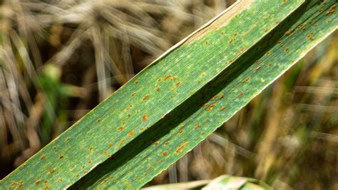 Monitoring Is Key To Prevent Leaf Rust Losses Groundcover